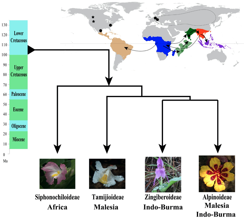 The Paleotropical Biome Rode the Ark of the Indian Plate from Africa to ...