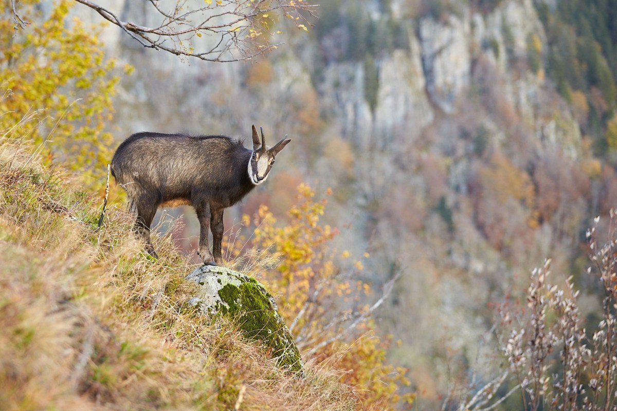How landscape connectivity shapes genetic structure of alpine species ...