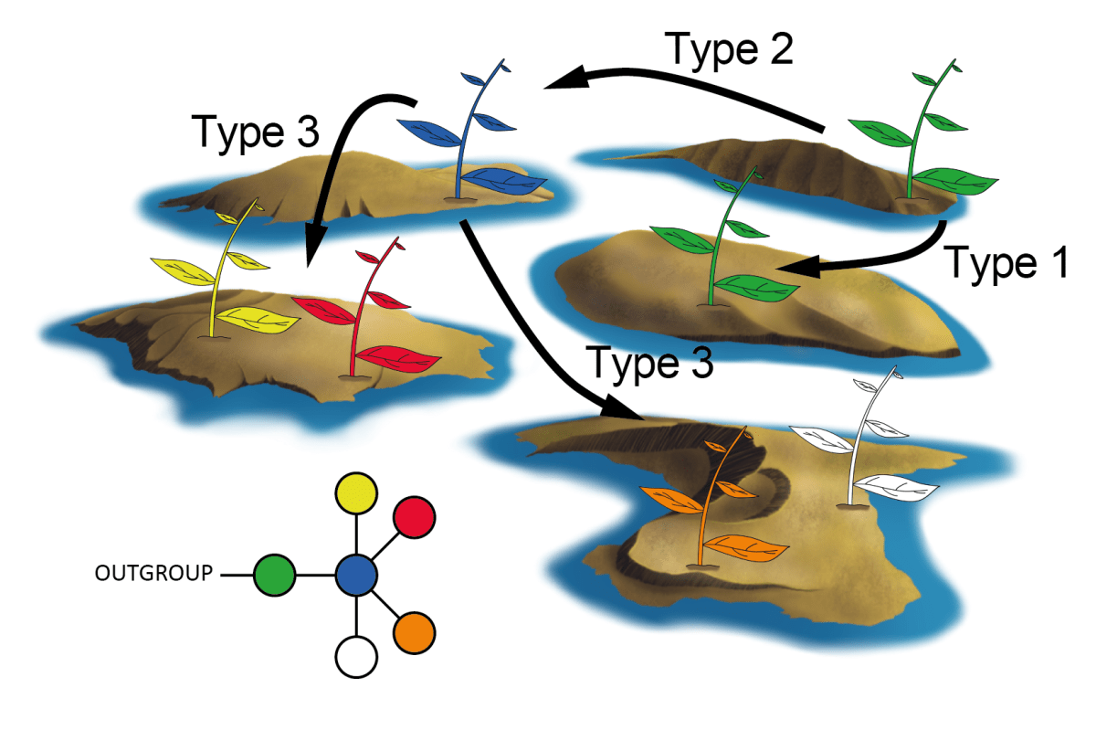 Colonization across oceanic islands, and how to estimate it ...